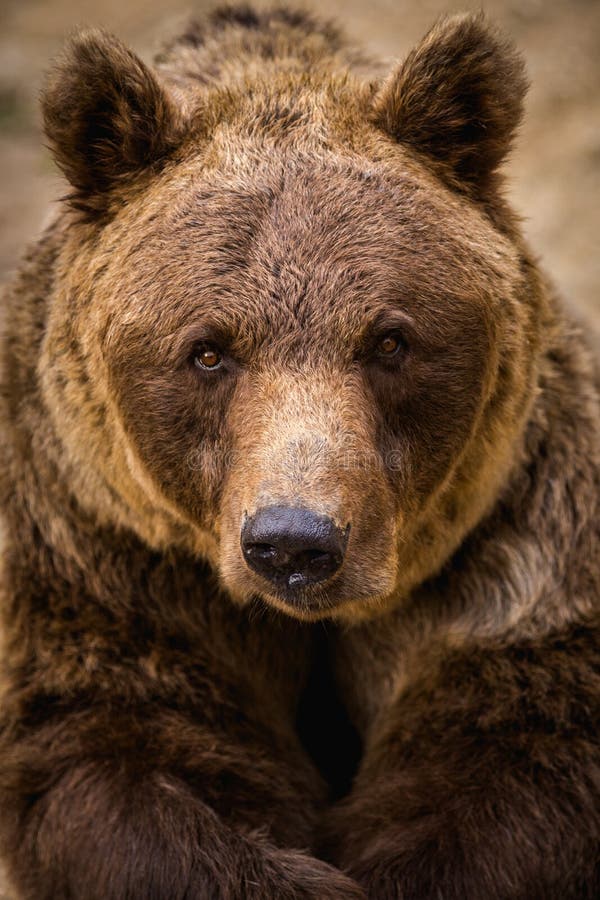Brown Bear Portrait in Nature Stock Image - Image of strong, dangerous ...