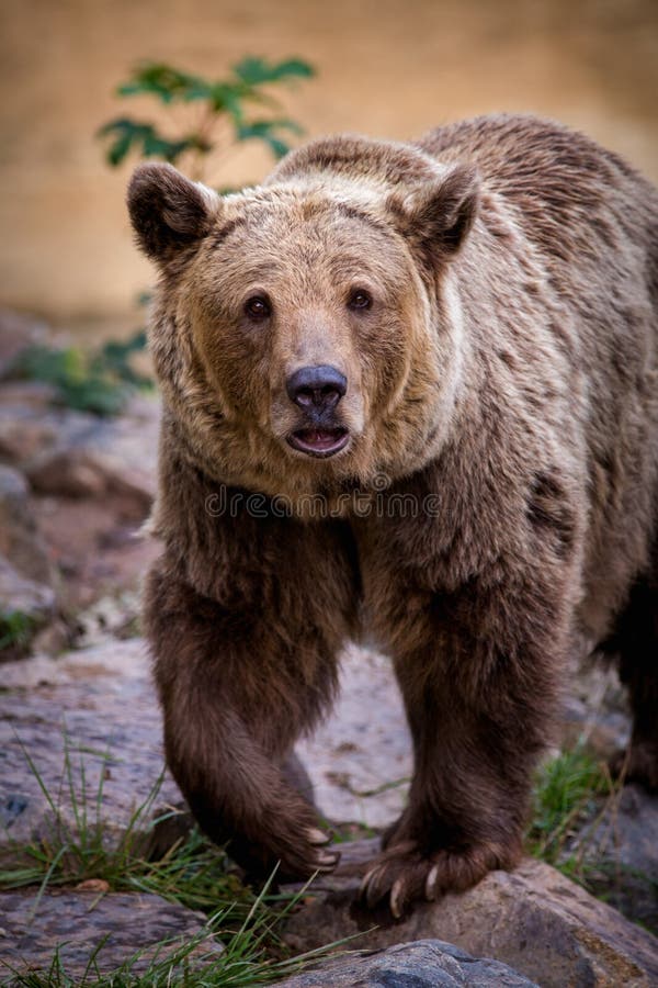 Brown Bear Portrait in Nature Stock Image - Image of europe, forest ...