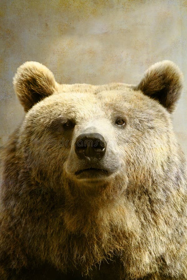 Brown bear portrait stock photo. Image of brown, ursus - 127166802