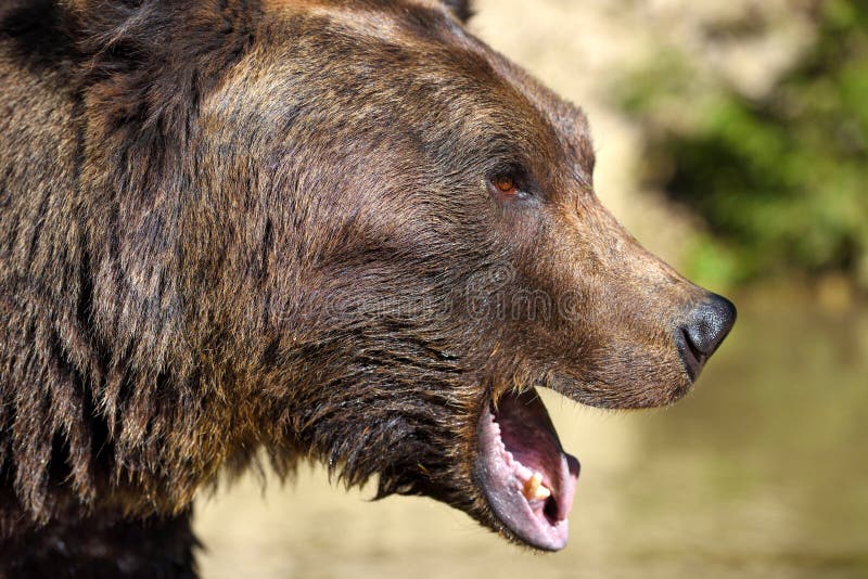 Black Bear Face Roar