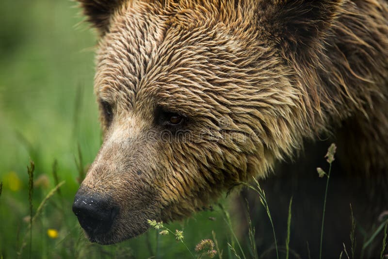 Brown bear eating meat stock photo. Image of rain, species - 33058456