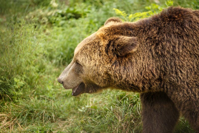 Marsican Brown Bear Profile Head Stock Photo - Image of marsicanus ...