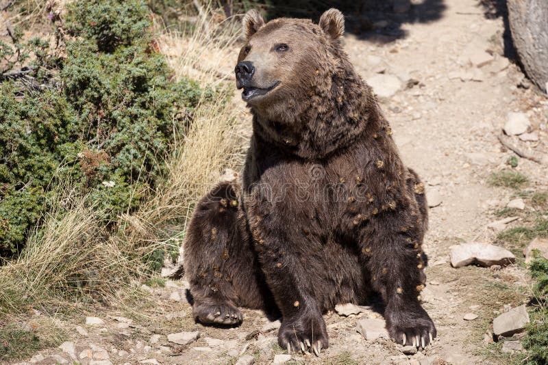 Brown Bear of the Pyrenees stock photo. Image of mammal - 165749554