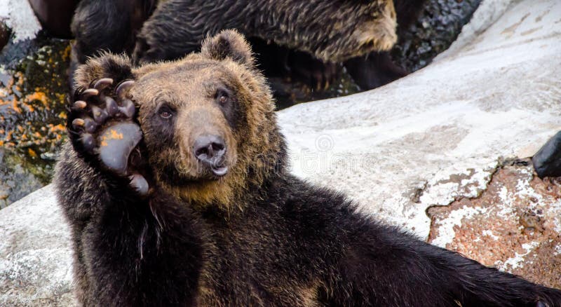 Bear Raising Paw stock image. Image of lazy, hair, wildlife - 6658481