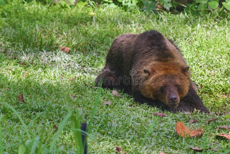 Brown Bear Relaxing on the Grass Stock Photo - Image of relaxing, grass ...