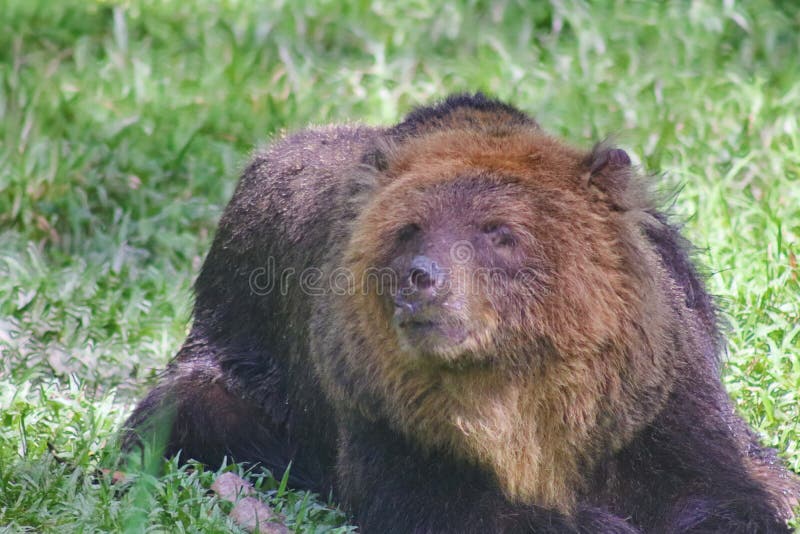 Brown Bear Relaxing on the Grass Stock Photo - Image of rodent ...