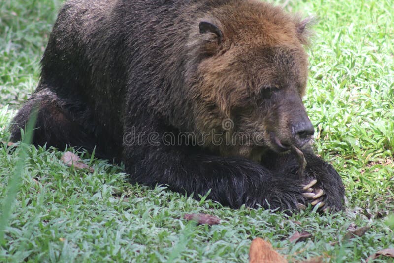 Brown Bear Relaxing on the Grass Stock Image - Image of squirrel ...