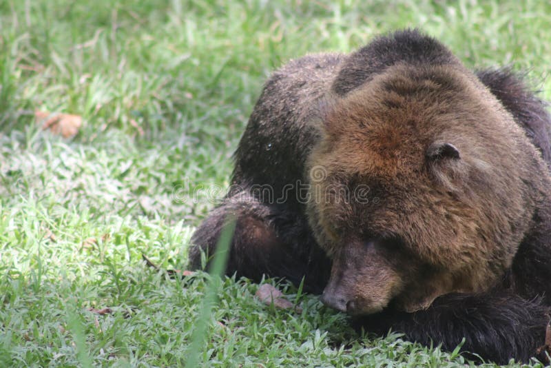 Brown Bear Relaxing on the Grass Stock Photo - Image of monkey, animal ...