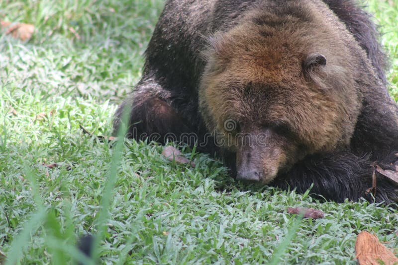 Brown Bear Relaxing on the Grass Stock Image - Image of gorilla, mammal ...