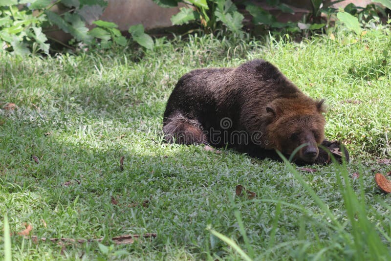 Brown Bear Relaxing on the Grass Stock Photo - Image of rodent, grass ...