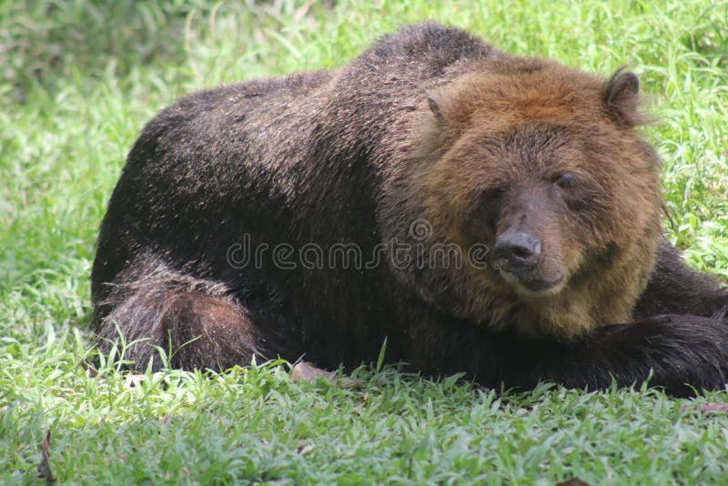 Brown Bear Relaxing on the Grass Stock Photo - Image of monkey, rodent ...