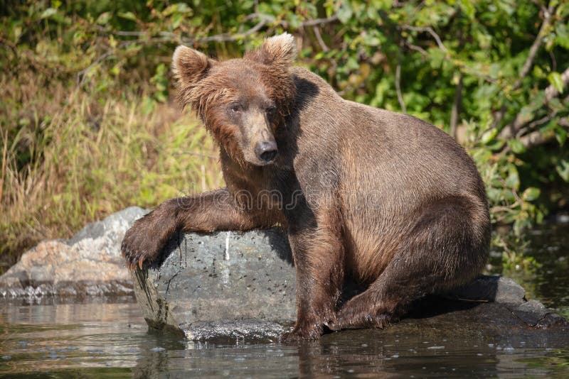 Brown Bear Relaxing on a Rock in the River Stock Photo - Image of river ...