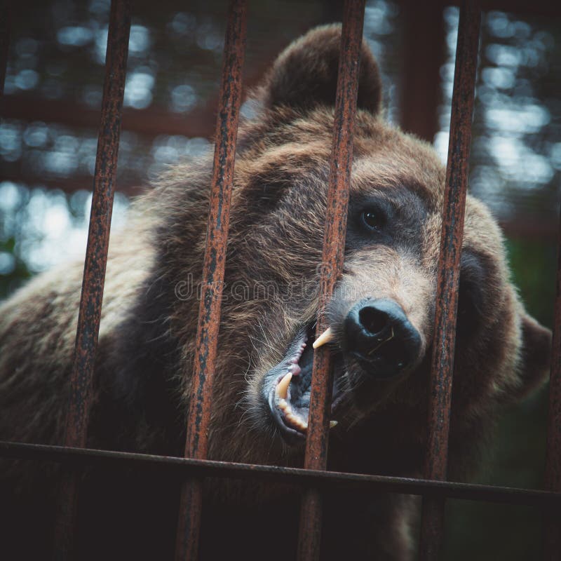Brown Bear Stuck His Face Out of the Cage. Stock Image - Image of ...