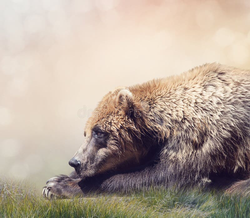Brown Bear Resting stock image. Image of outdoor, wallpaper - 73110055