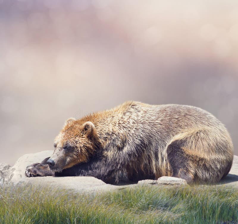 Brown Bear Resting,close Up Shot Stock Image - Image of wallpaper, bear ...