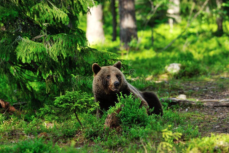Brown bear resting stock image. Image of summer, life - 36907103