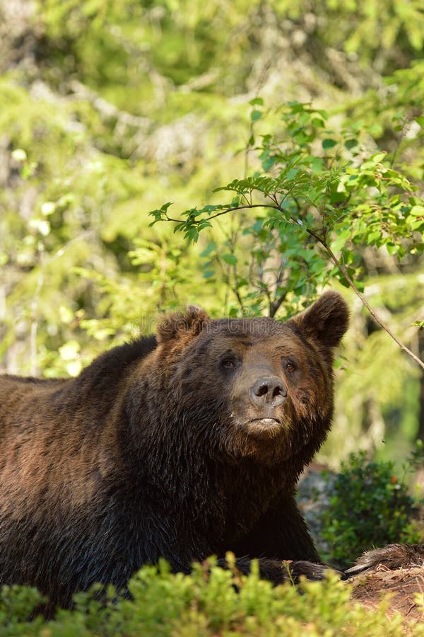 Brown bear resting stock image. Image of bear, nature - 45120029