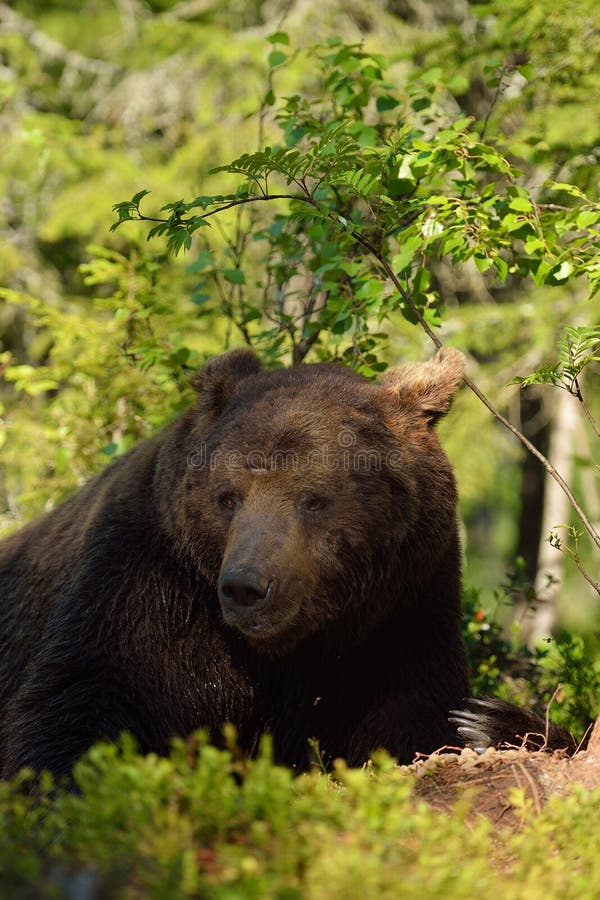 Bear cub resting stock photo. Image of chill, rests, bear - 26267614