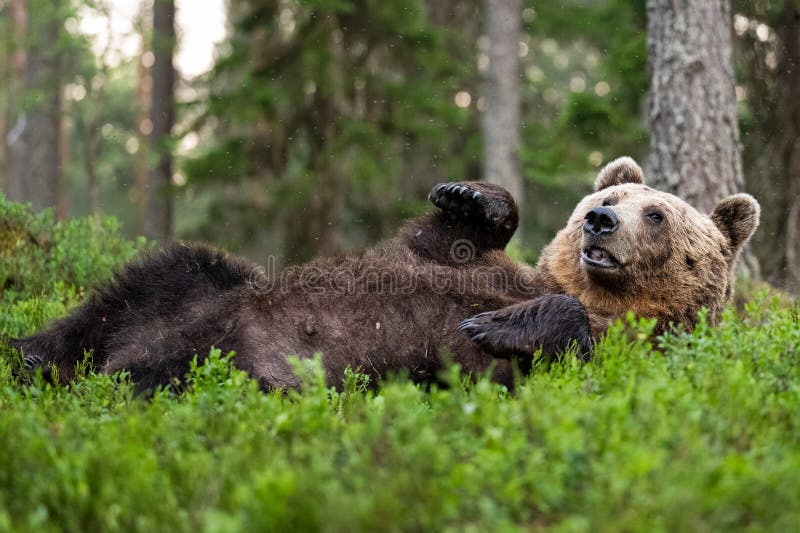 Brown Bear Resting in the Forest in His Back Stock Image - Image of ...