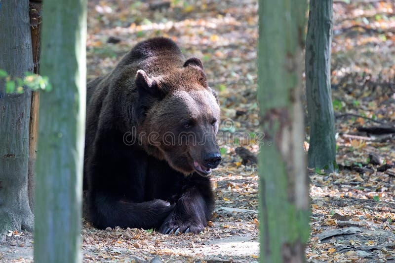 Brown Bear Resting in the Forest Stock Image - Image of animal, tree ...