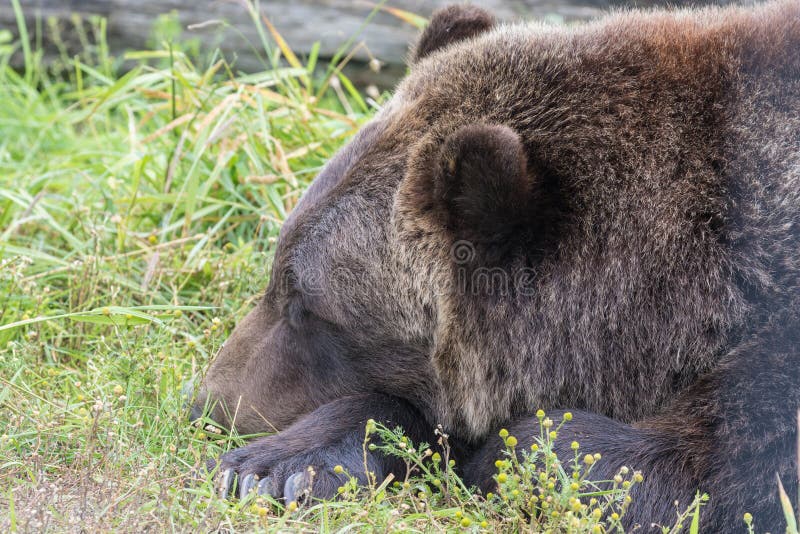 Brown Bear Resting stock image. Image of nature, wildlife - 84490755