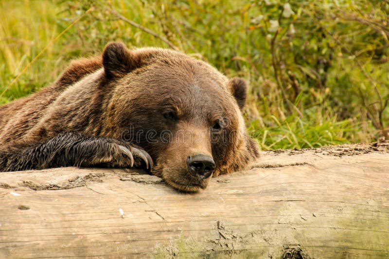 Brown Bear Resting on a Log Stock Image - Image of brown, head: 52737529