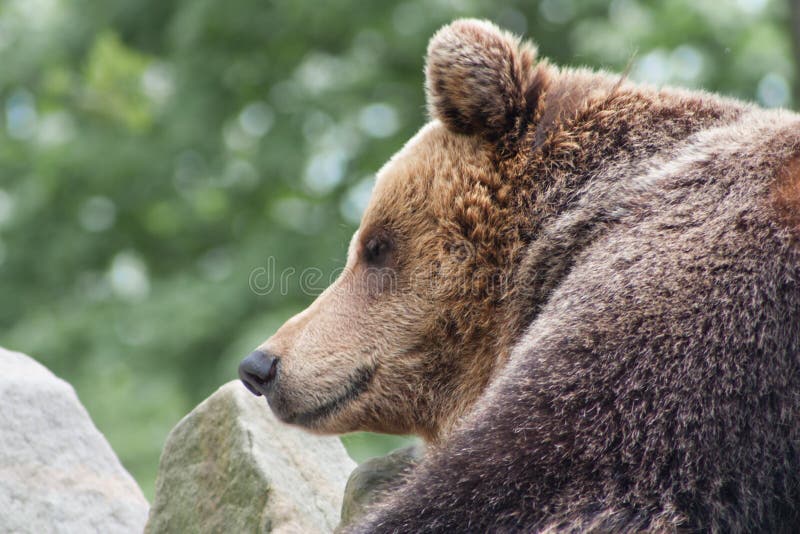 Brown bear stock photo. Image of danger, brown, asia - 68223770