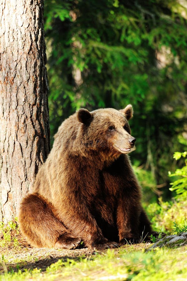 Brown bear resting stock image. Image of taiga, heavy - 41437505