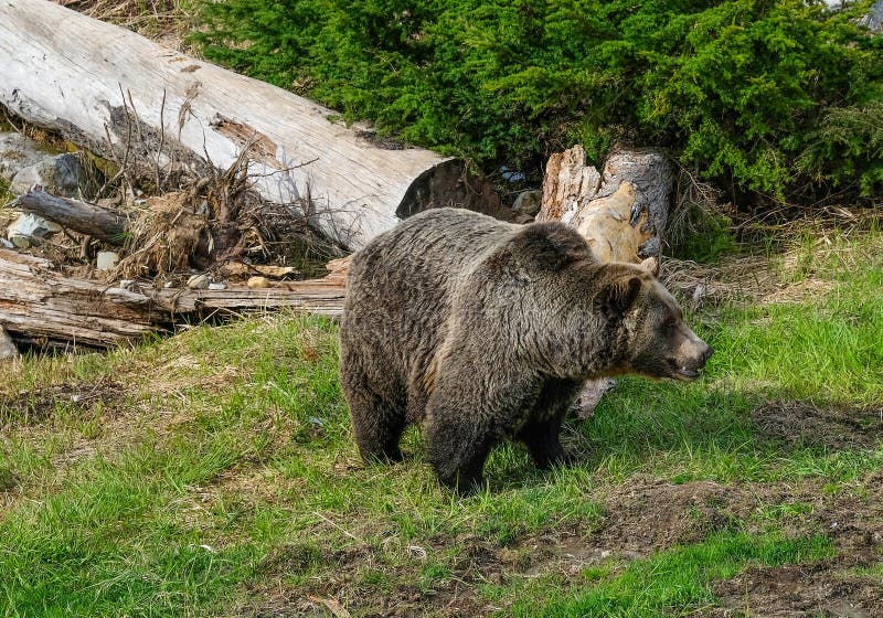 Brown Bear roaming free stock photo. Image of wildanimals - 325091190