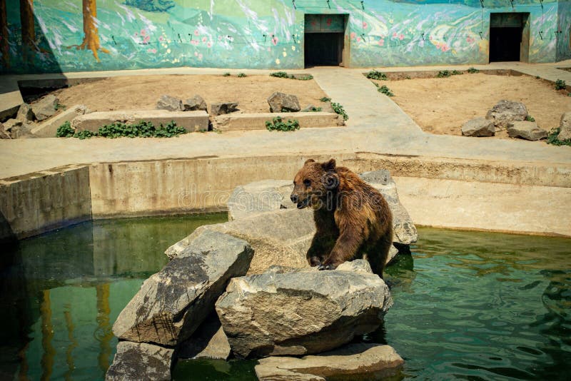 Brown Bear on Rocks in a Zoo Enclosure with a Painted Mural in the ...