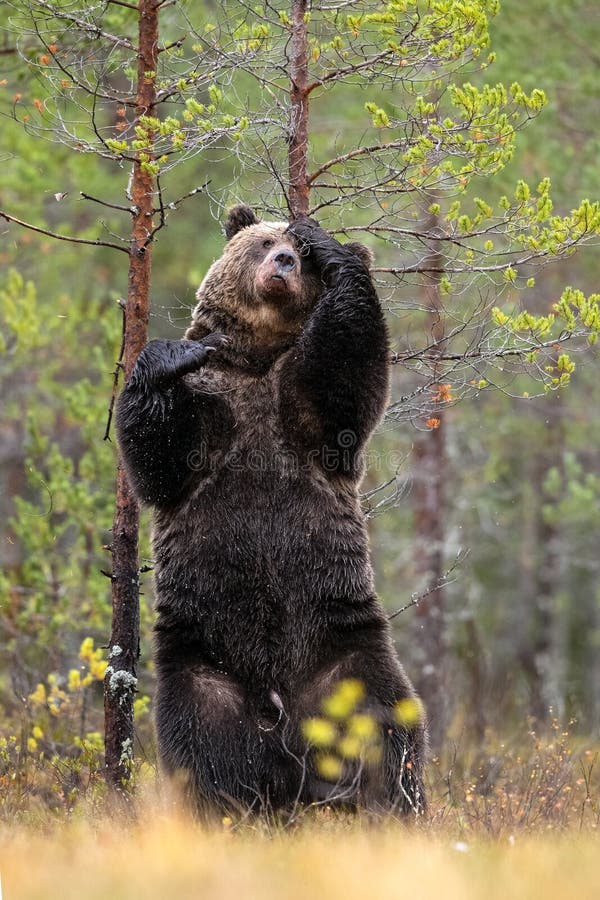 Brown Bear Rubbing Against a Tree Stock Image - Image of powerful ...