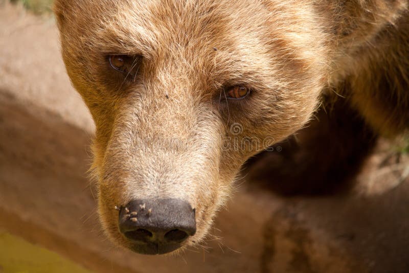 Brown Bear Face Close Up Stock Photos - Download 668 Royalty Free Photos