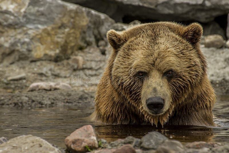 Brown Bear Relaxing In Water Stock Image - Image of zoology, captive ...