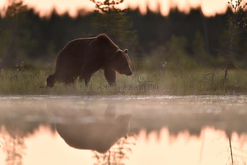 Brown Bear Walking in Scenic Landscape Stock Photo - Image of brown ...