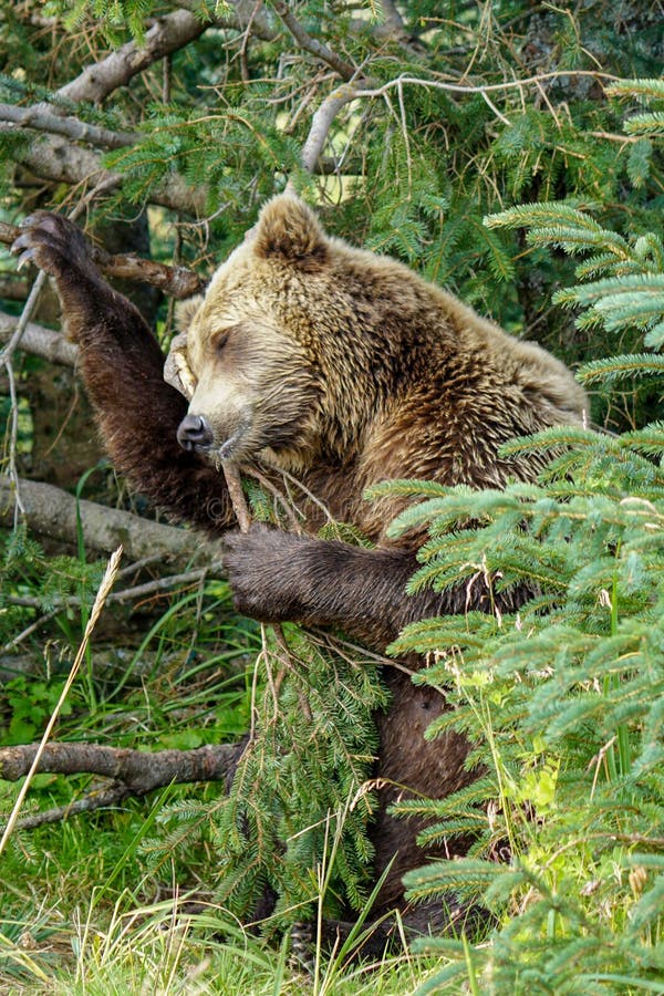 Brown Bear scratching stock photo. Image of lake, nature - 6061952