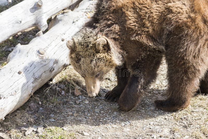 Brown Bear Searching for Food Stock Photo - Image of omnivore, beauty ...