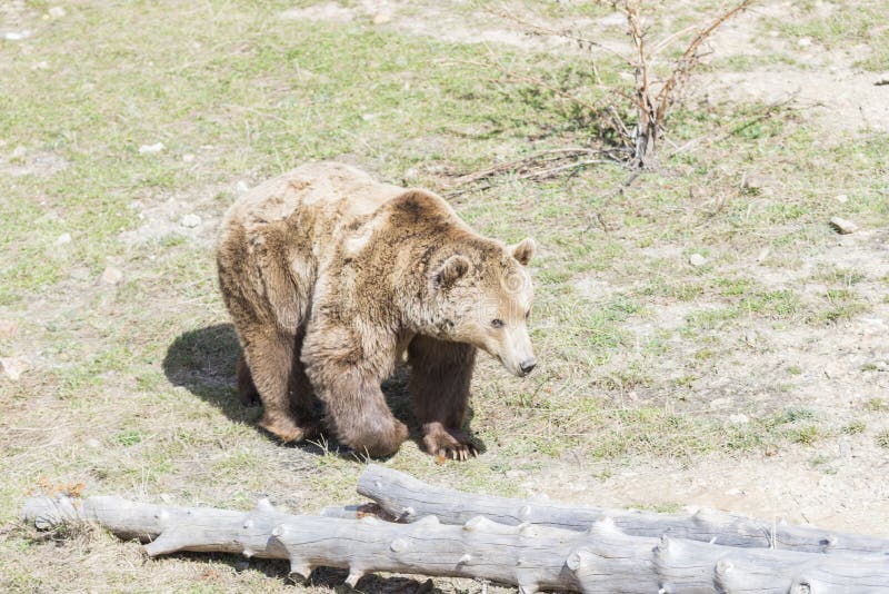 Brown Bear Searching for Food Stock Photo - Image of majestic, lanimal ...
