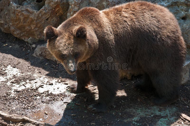Brown bear with shiny fur stock photo. Image of animals - 164545652