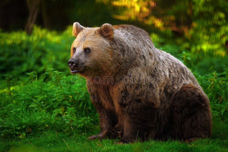 1,091 Brown Bear Side View Stock Photos - Free & Royalty-Free Stock ...