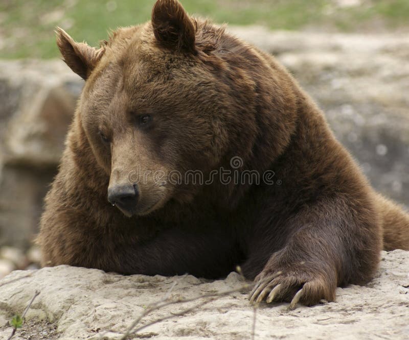 Brown Bear sideways stock image. Image of carnivore, countryside - 32130717