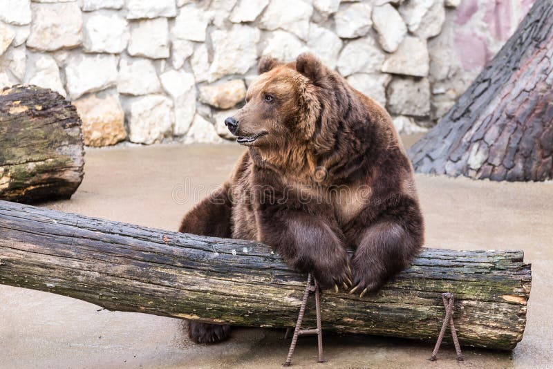 Relaxed bear stock photo. Image of mammal, nature, humpback - 42893622