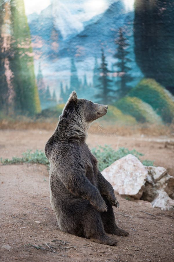 A brown bear sitting stock image. Image of powerful - 137965241