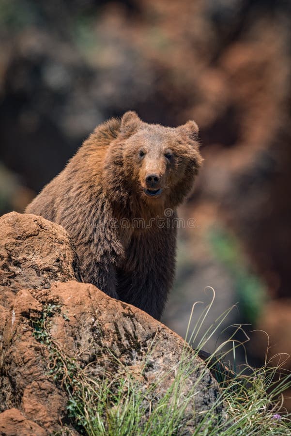 Grizzly Facing Left stock photo. Image of left, daytime - 93925330