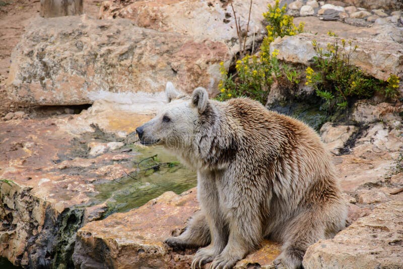 Brown Bear Sitting on the Rock Stock Photo - Image of dangerous, nature ...