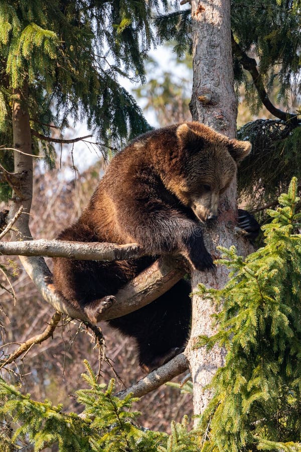 Brown Bear Sitting on a Tree in the Bavarian Forest, Germany Stock ...