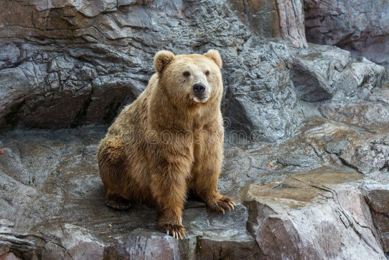 Brown Bear Sitting and Waiting for Food on Rocks Stock Image - Image of ...