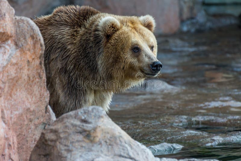 Brown Bear Sitting and Waiting for Food on Rocks Stock Photo - Image of ...