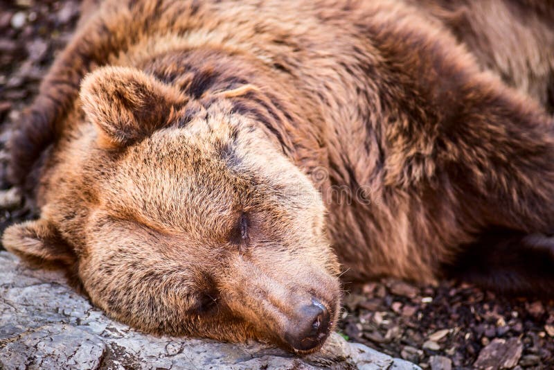 Bear sleeping stock image. Image of safari, pelage, shuffler - 14588571