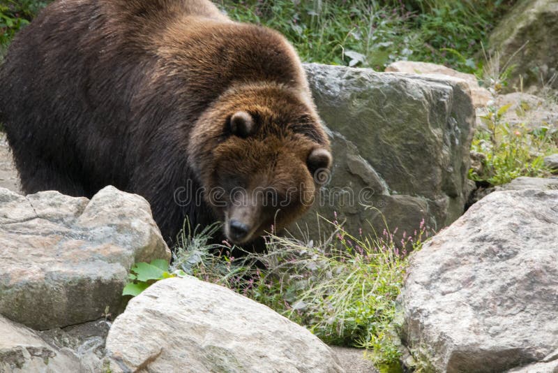 Bear smelling the flowers stock photo. Image of power - 22609996