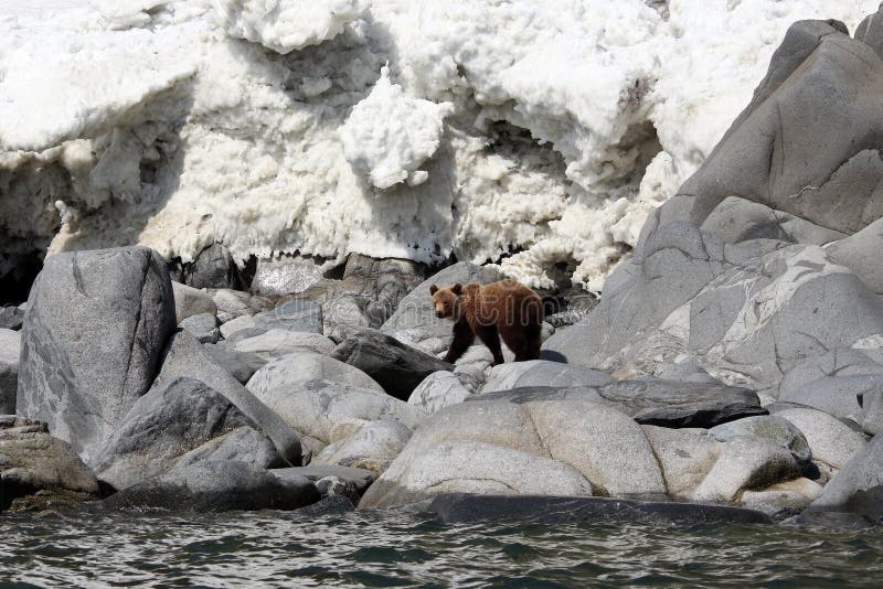 Brown Bear in the Spring by the Sea. Far East, Stock Image - Image of ...